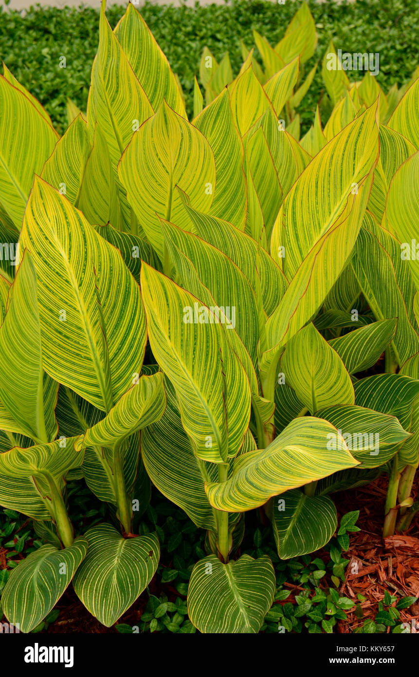 Decorative greenery hi-res stock photography and images - Alamy