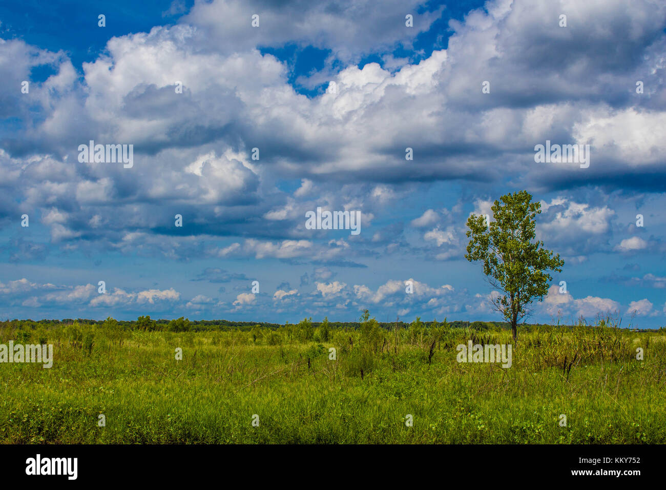 Tree in open field hi-res stock photography and images - Alamy