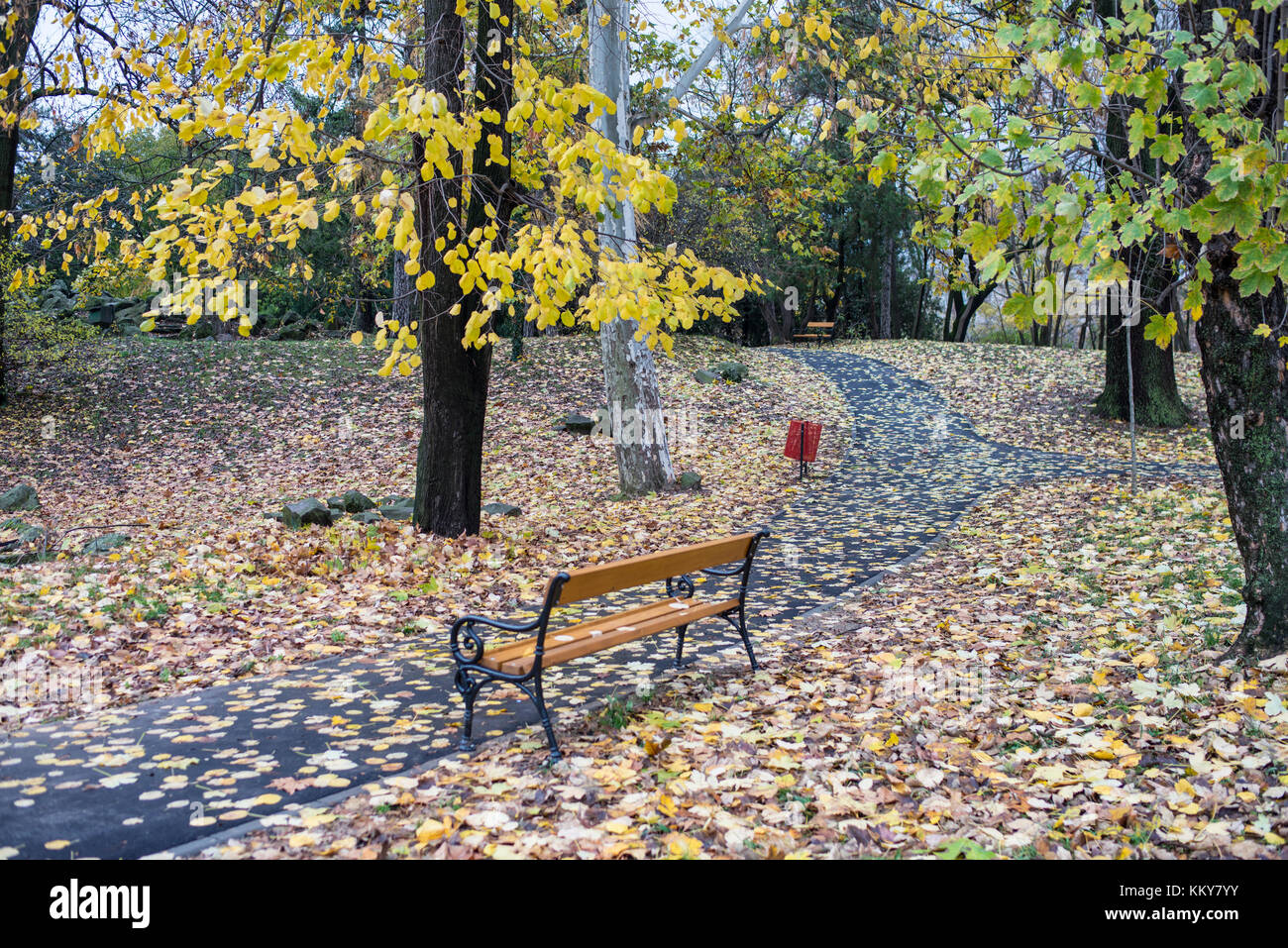 Autumn leaves in the park, Timisoara, Romania Stock Photo - Alamy