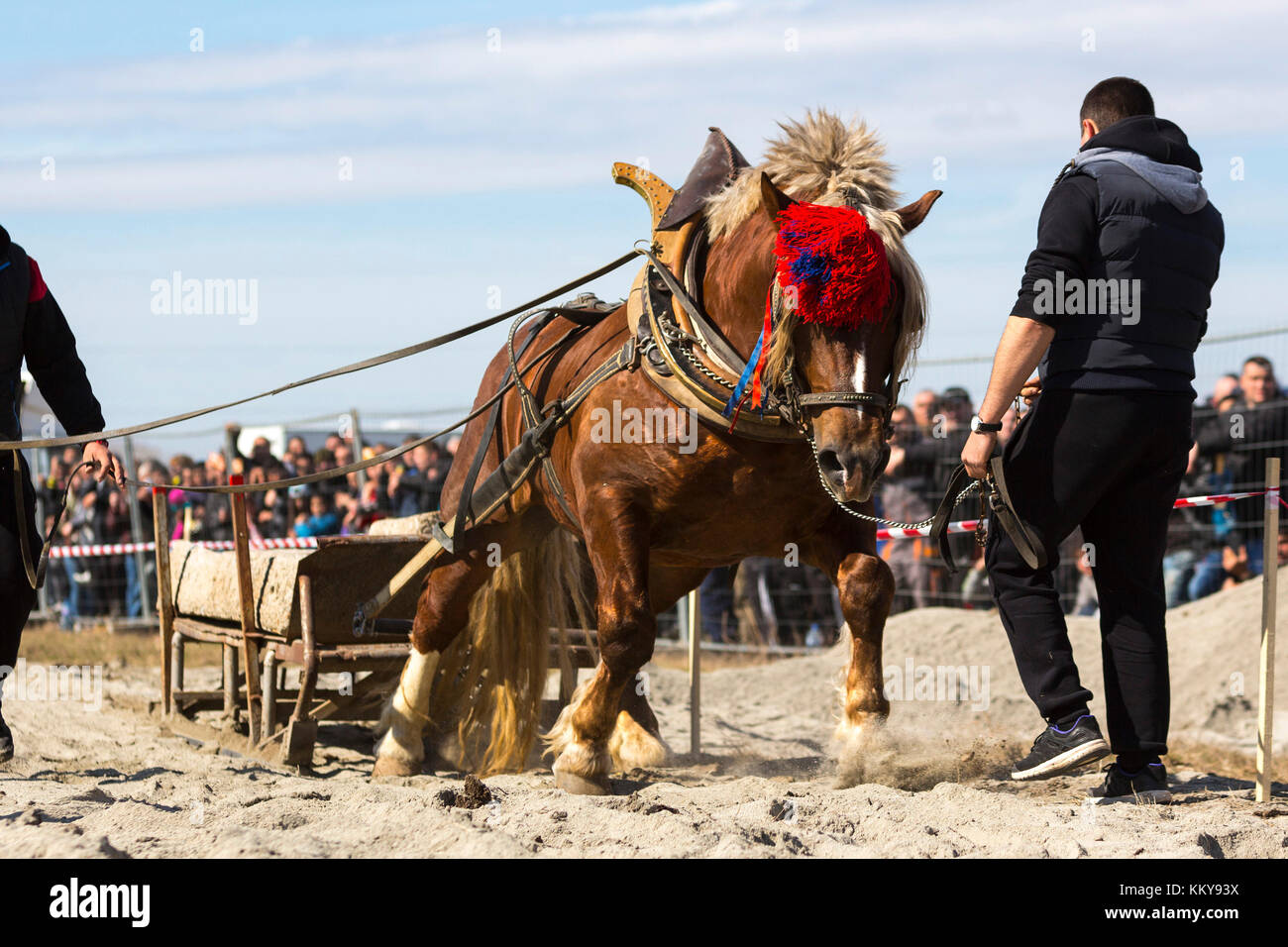 Horses and their owners participate in a heavy pull tournament. The ...