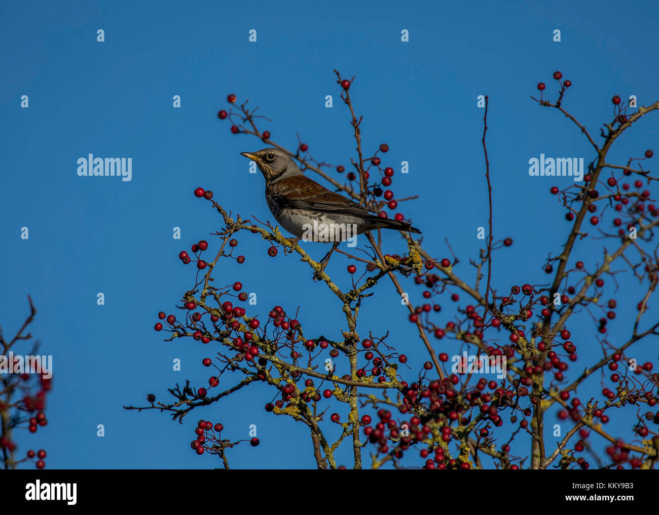 Fieldfare blue sky hi-res stock photography and images - Alamy