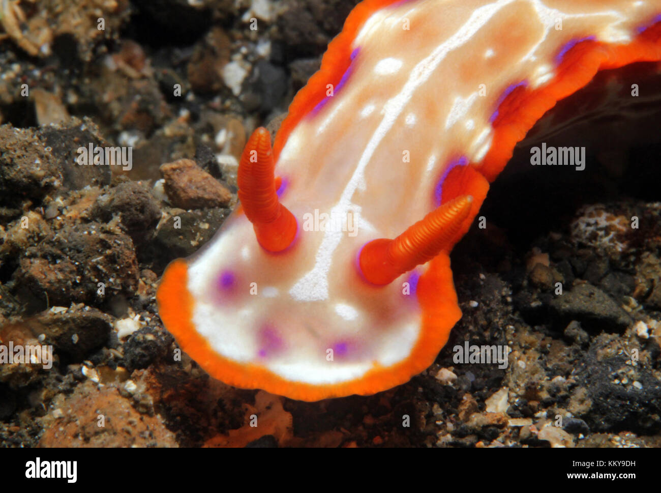 Hypselodoris Iacula. Lembeh Strait, Indonesia Stock Photo - Alamy