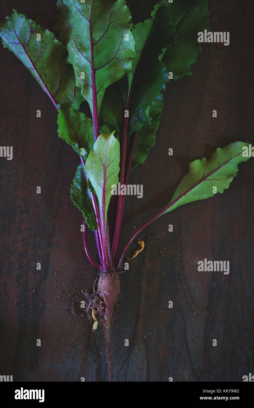 Young little beetroot with leaves and soil over metal background. Top ...