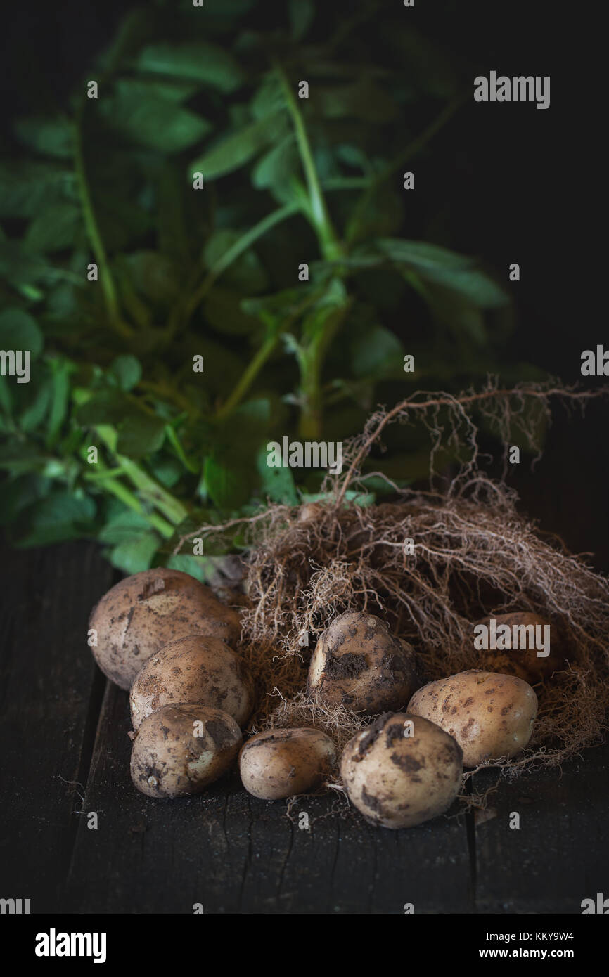 Young potatoes with soil, roots, haulm and leaves over black wooden ...