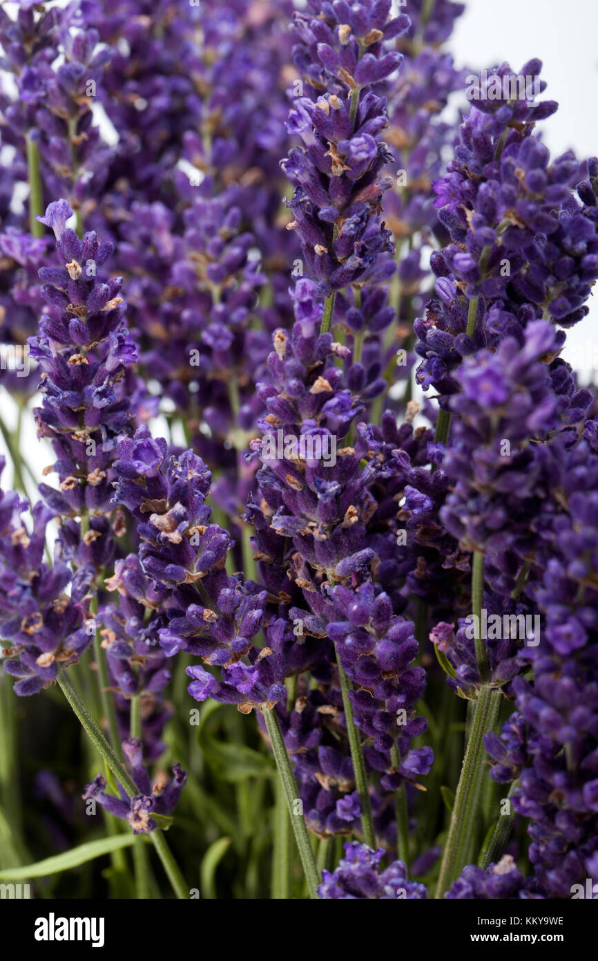 Lavender isolated on white background Stock Photo - Alamy