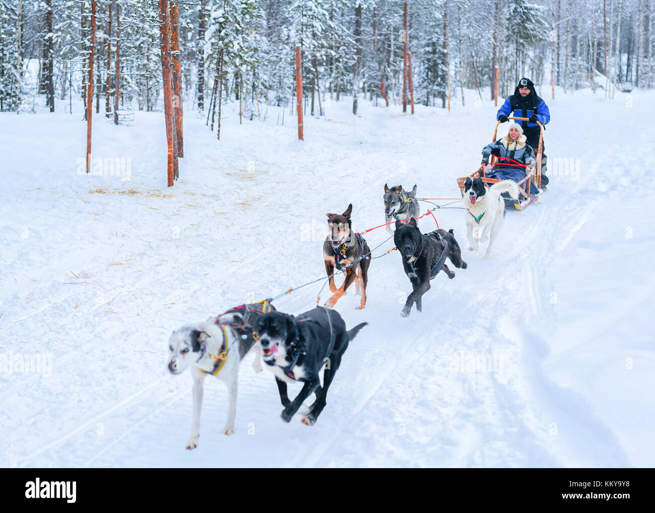 Rovaniemi, Finland - March 3, 2017: Family riding husky dogs sled in ...