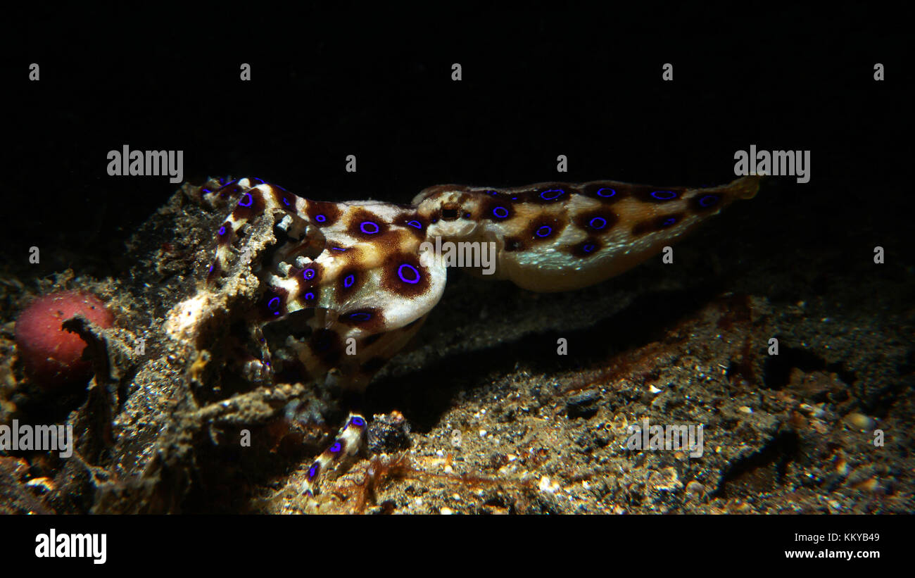 Blue ringed octopus indonesia hi-res stock photography and images - Alamy