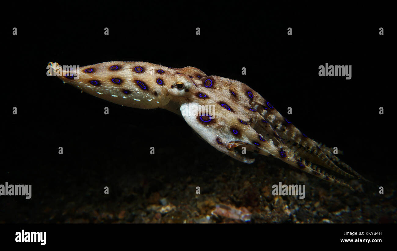 Blue ringed octopus underwater hi-res stock photography and images - Alamy