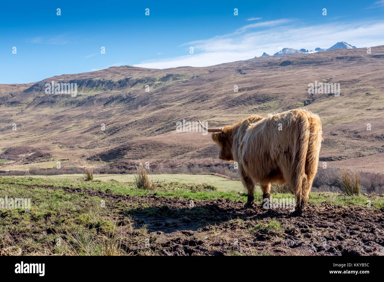 Scotland landscape highlands cow hi-res stock photography and images ...