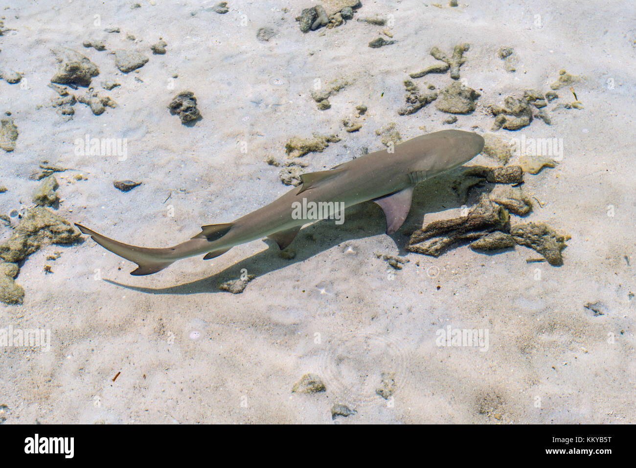 Small reef shark swims in transparent water of Indian ocean. Reef shark ...
