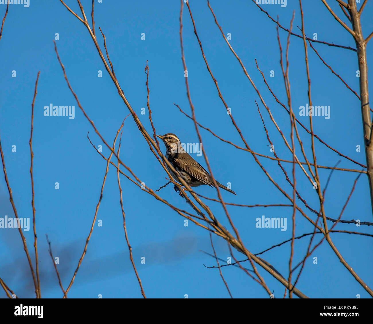 Redwing and fieldfare hi-res stock photography and images - Alamy