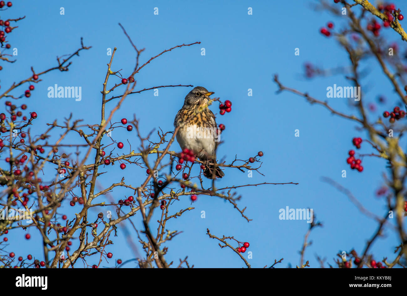 Redwing and fieldfare hi-res stock photography and images - Alamy