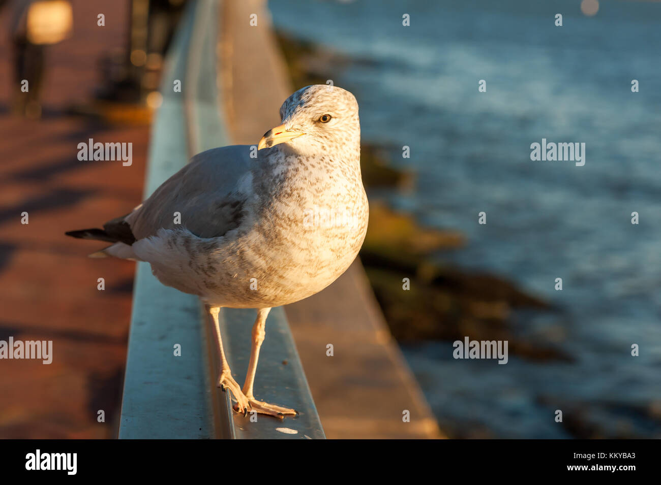 Seagull looking at camera at sunset, New York City, USA Stock Photo - Alamy