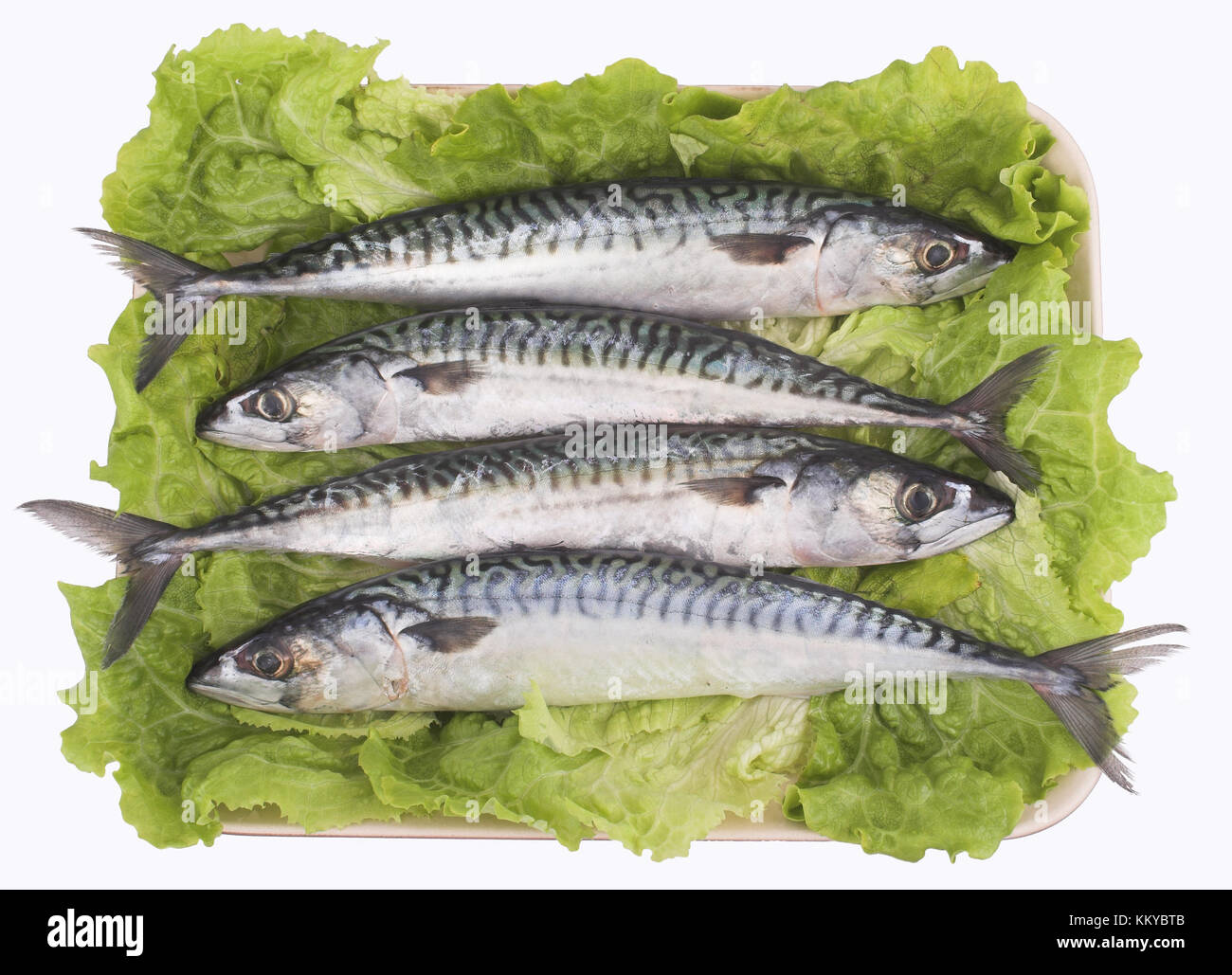 Mackerel ( fish Stock Photo - Alamy