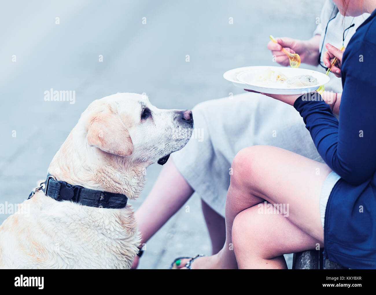 Cute labrador dog looking how its owner is eating food at Open Kitchen ...