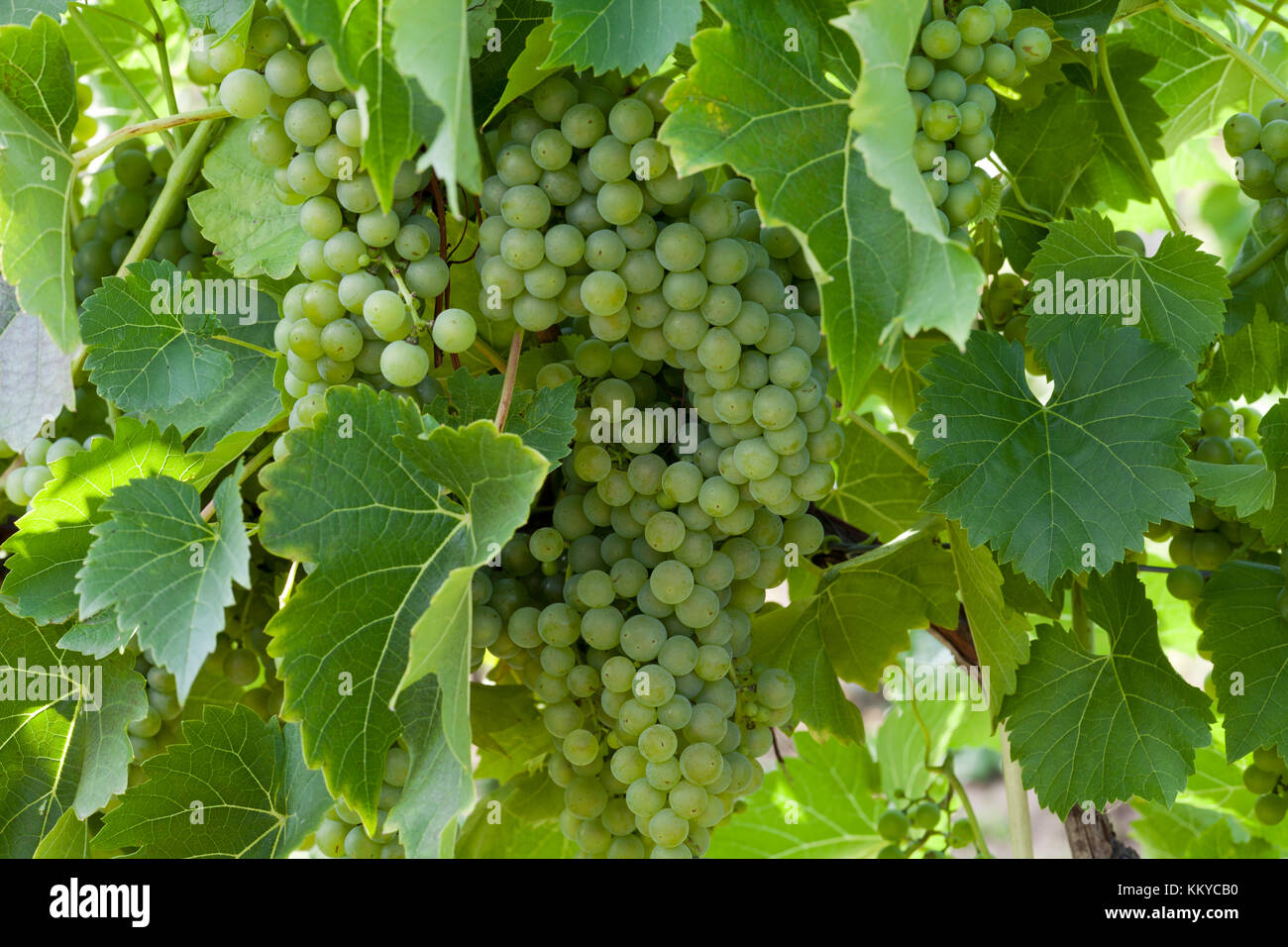 White grapes in the vineyard Stock Photo - Alamy