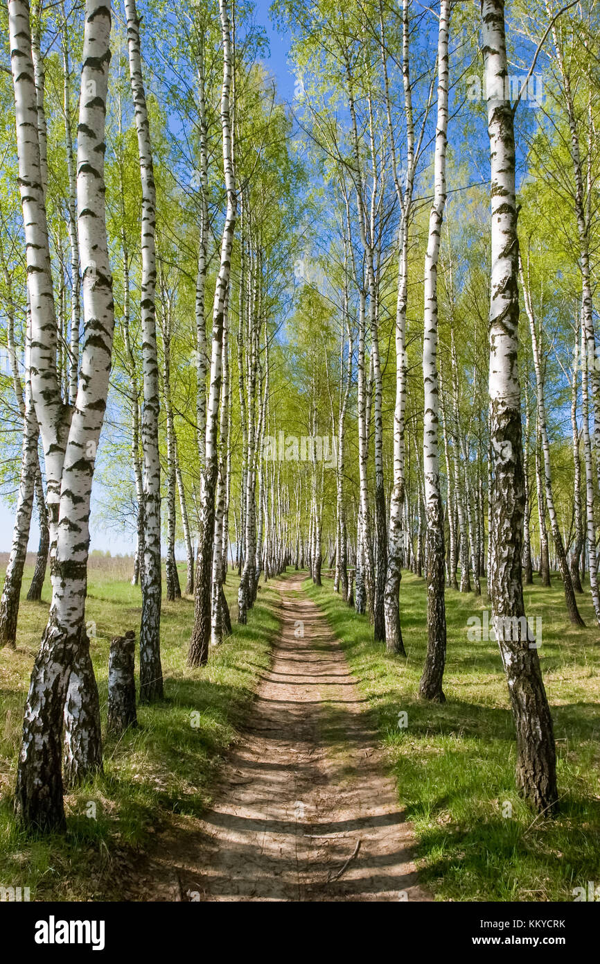 Birch Trees In Spring