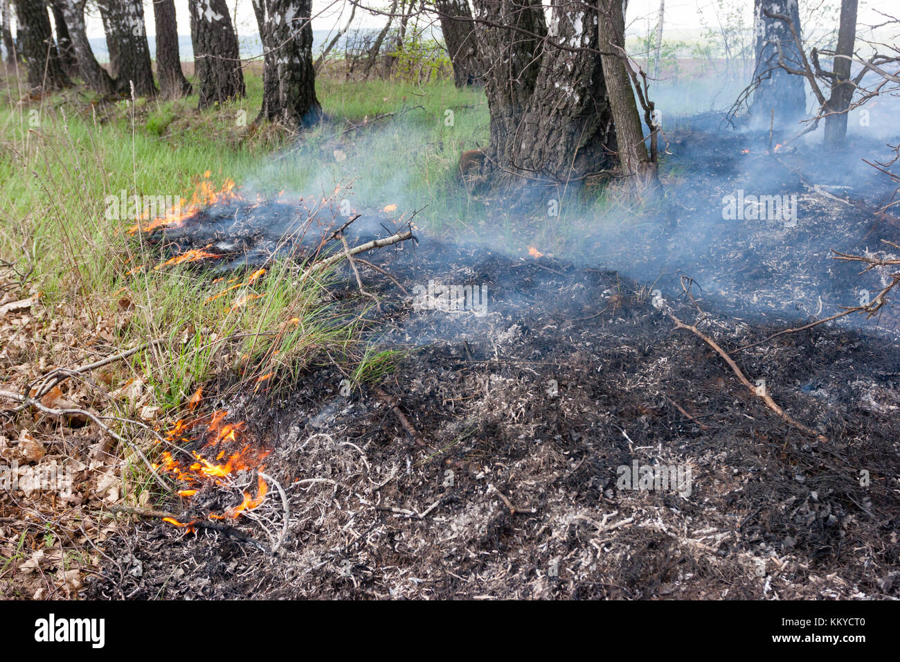 Crawling fire of burning grass in a spring forest Stock Photo - Alamy