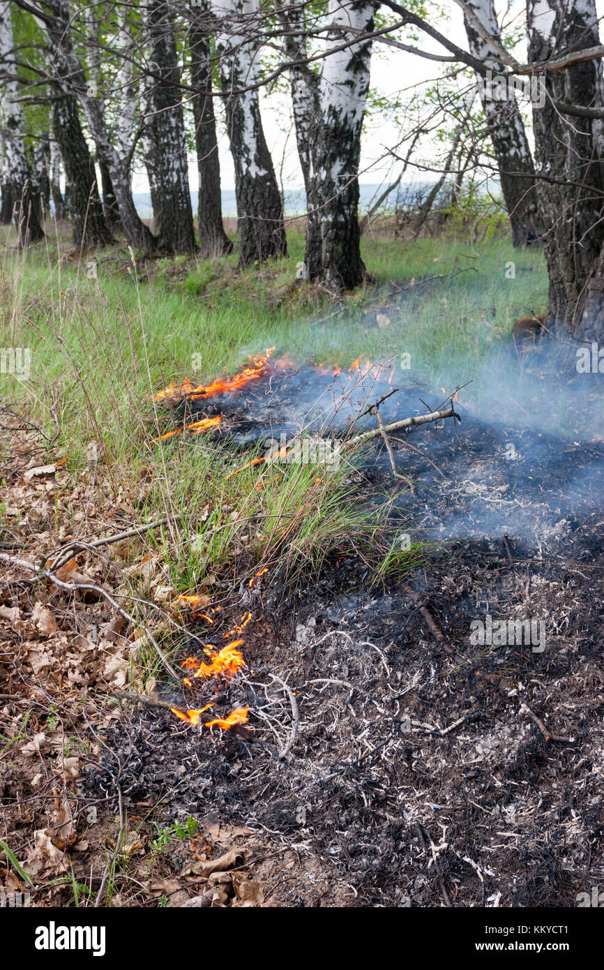 Crawling fire of burning grass in a spring forest Stock Photo - Alamy