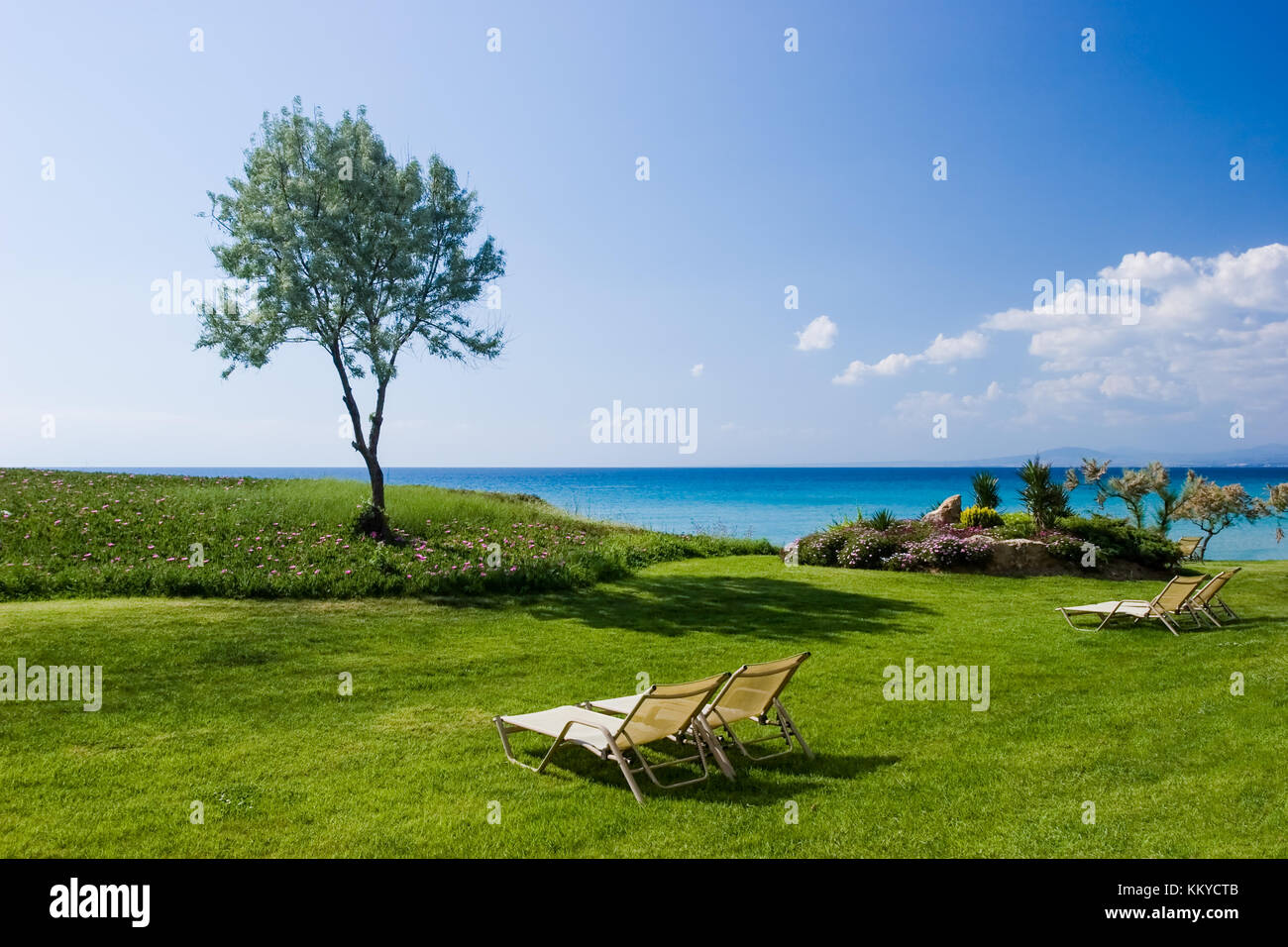 Olive tree and lounge chairs on the beach Stock Photo - Alamy