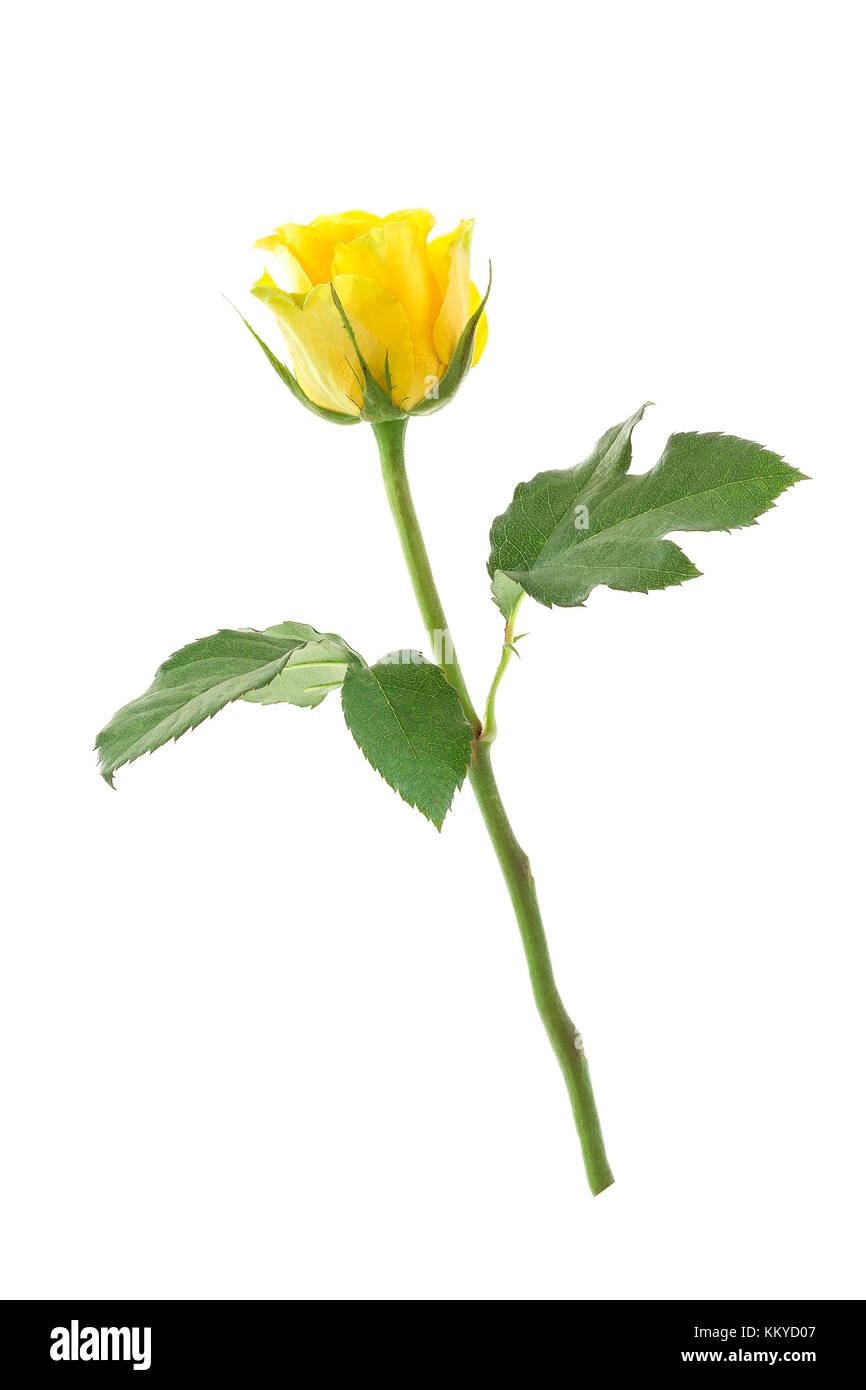 Yellow rose branch , Isolated on a white background , with clipping ...