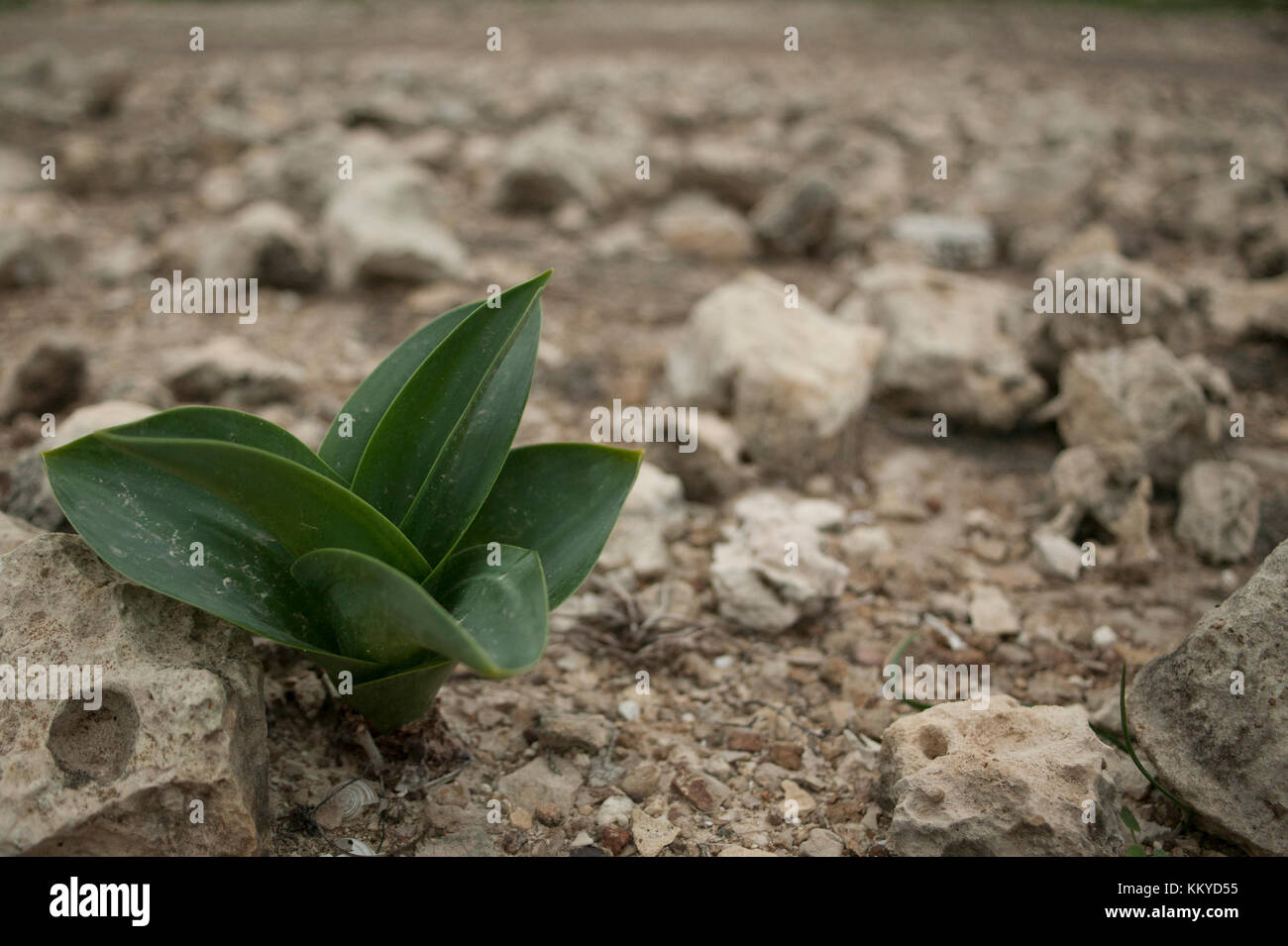 Plant between rocks hi-res stock photography and images - Alamy