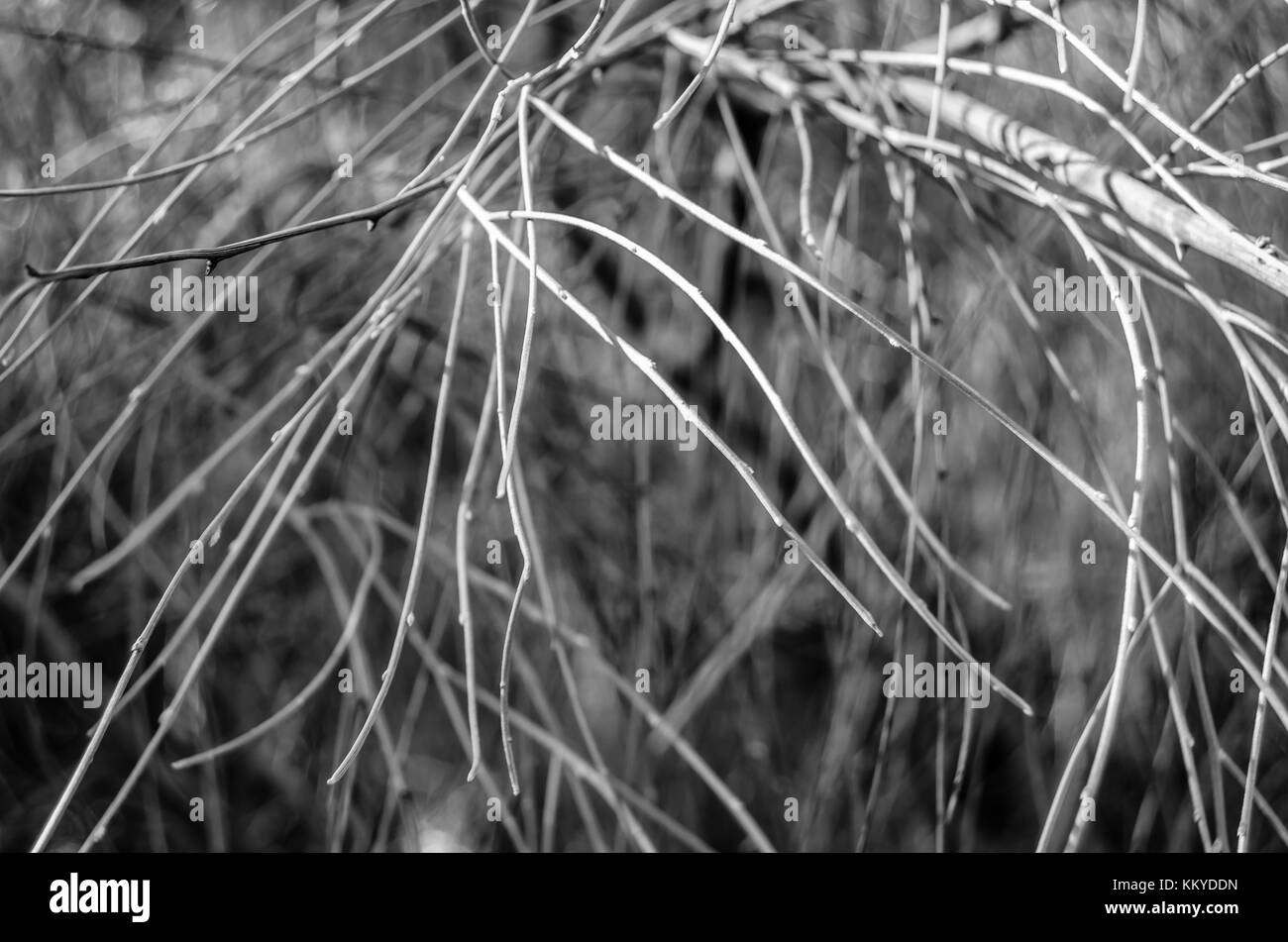 Black and white background of a leafless branch Stock Photo - Alamy