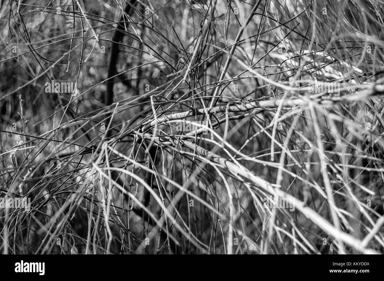 Black and white background of a leafless branch Stock Photo - Alamy