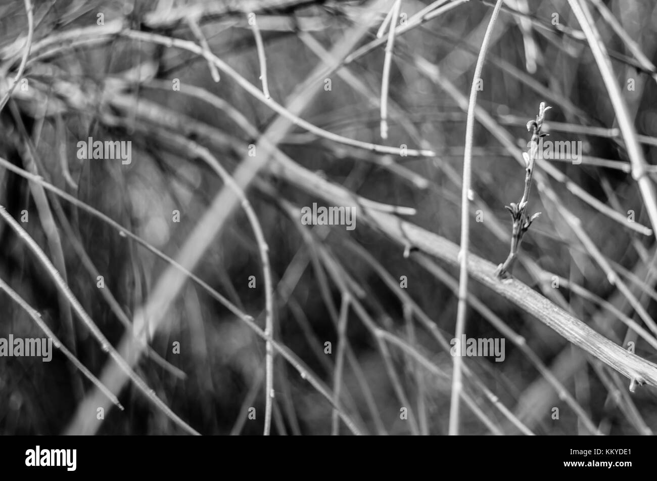 Black and white background of a leafless branch Stock Photo - Alamy