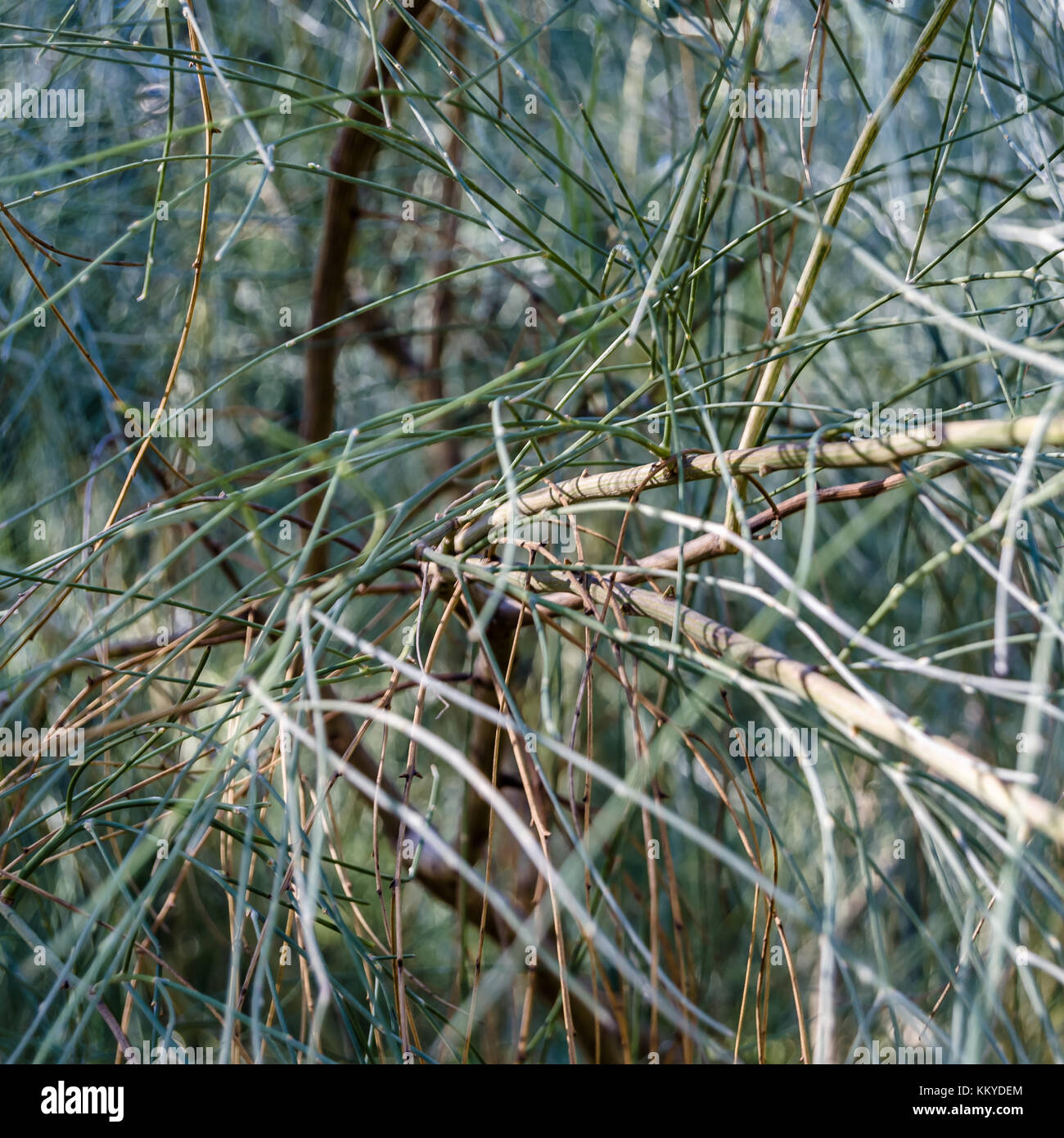 Abstract background of a leafless branch in autumn Stock Photo - Alamy