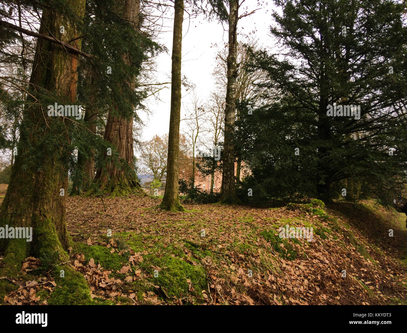 Woodlands forest hi-res stock photography and images - Alamy
