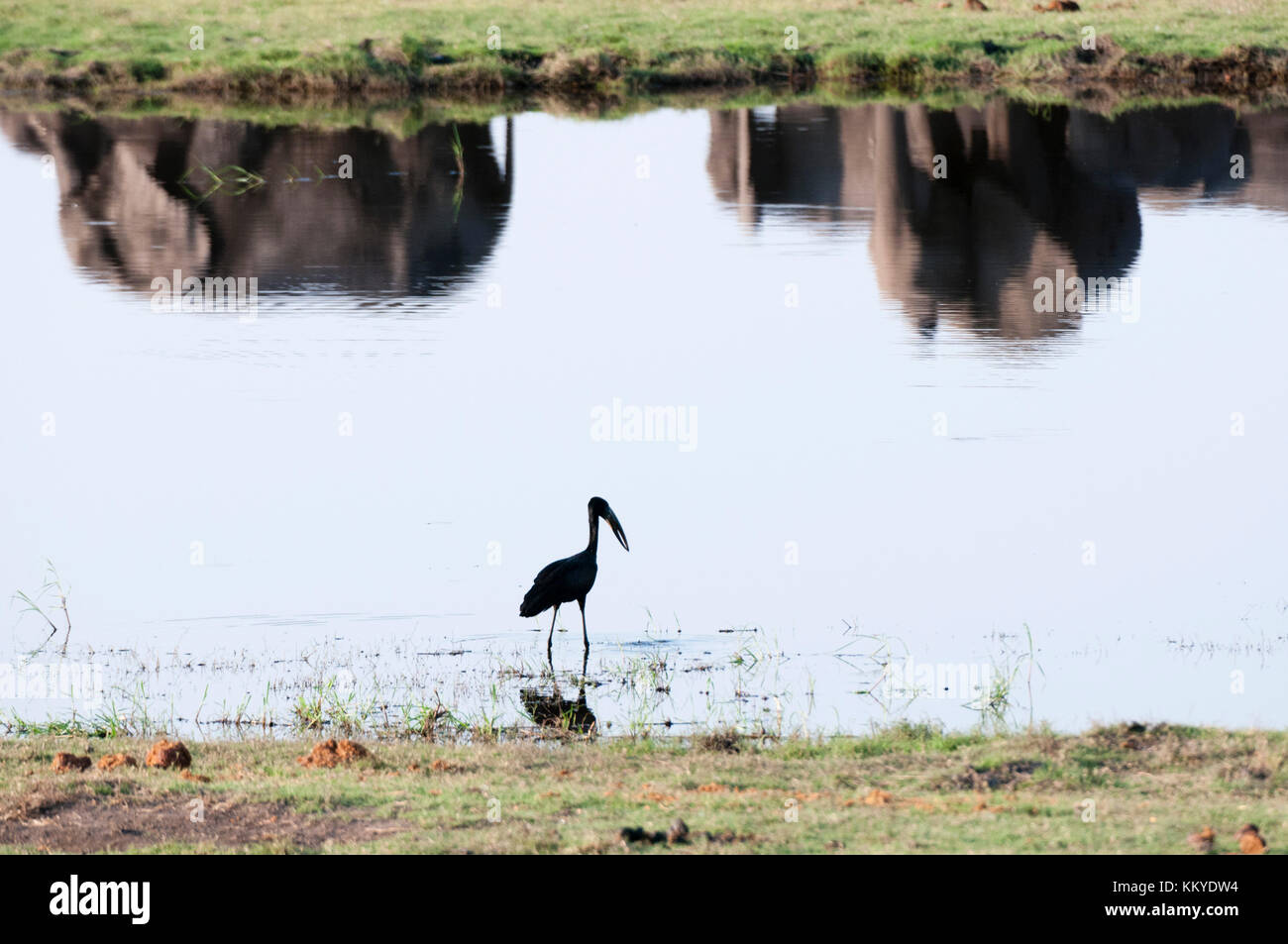 African Open-bill Stork (Anastomus lamelligerus), Chobe National Park ...