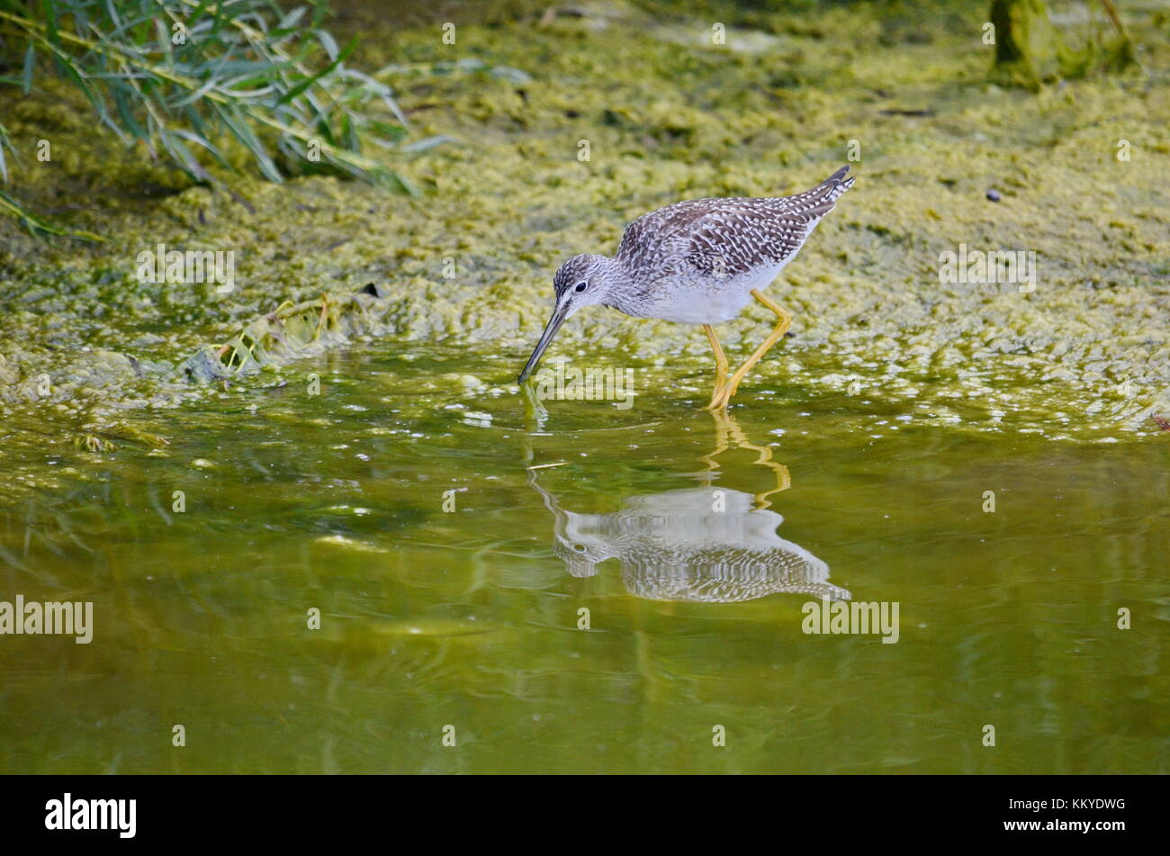 Greater Yellowlegs bird in Ontario Stock Photo - Alamy