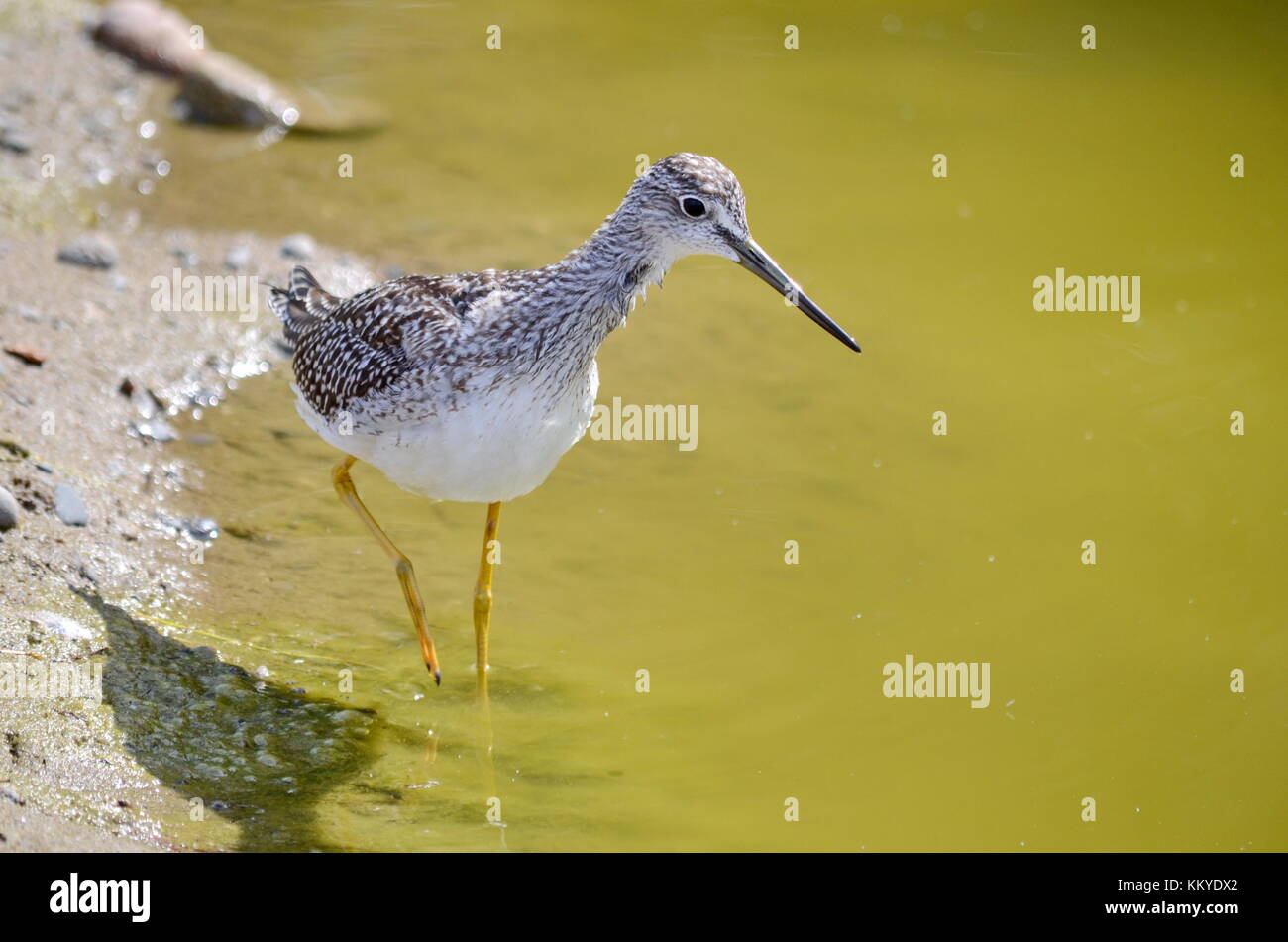Greater Yellowlegs bird in Ontario Stock Photo - Alamy