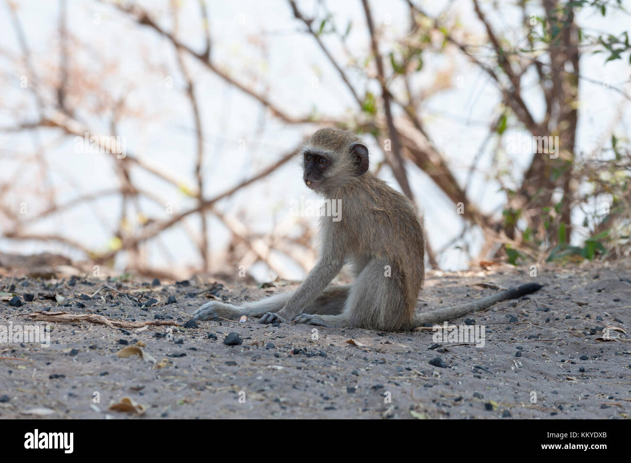 Botswana wildlife vervet monkey hi-res stock photography and images - Alamy