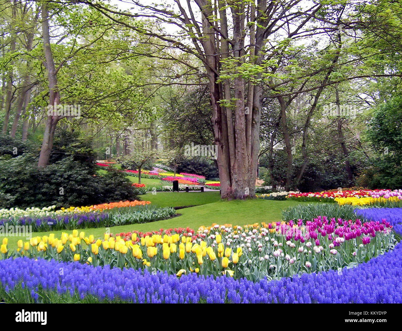 Spring Flowers in a park Stock Photo - Alamy