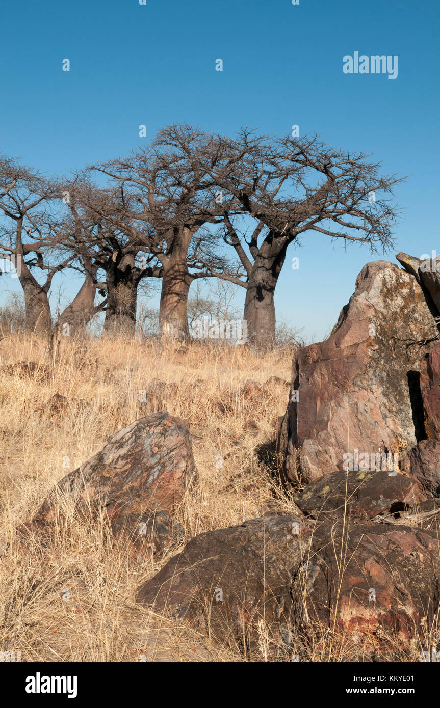 Baobab trees, Savuti, Chobe National Park, Botswana Stock Photo - Alamy