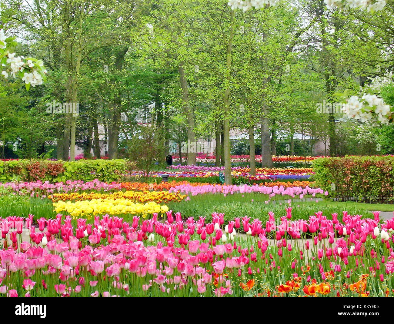 Spring Flowers in a park Stock Photo - Alamy