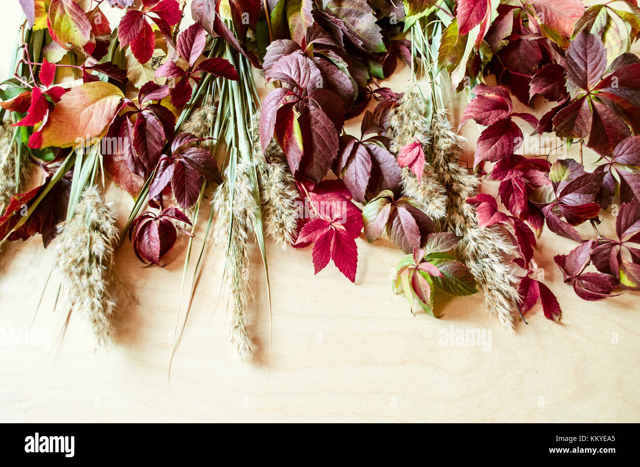 Border of bouquets of multicolored leaves of wild grapes, reeds and ...