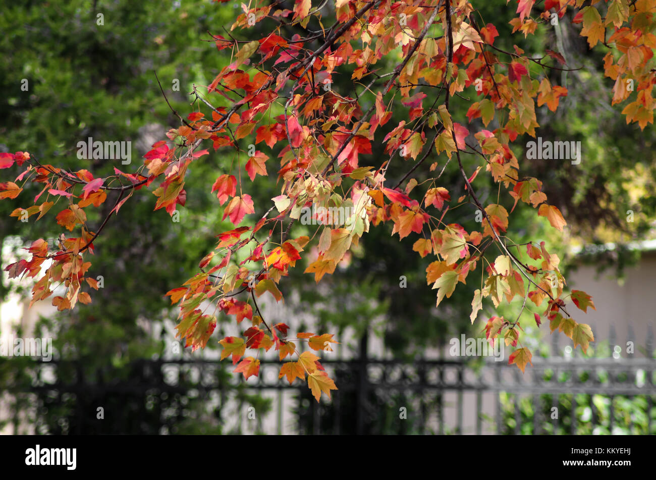 Blurred yellow maple leaves hi-res stock photography and images - Alamy