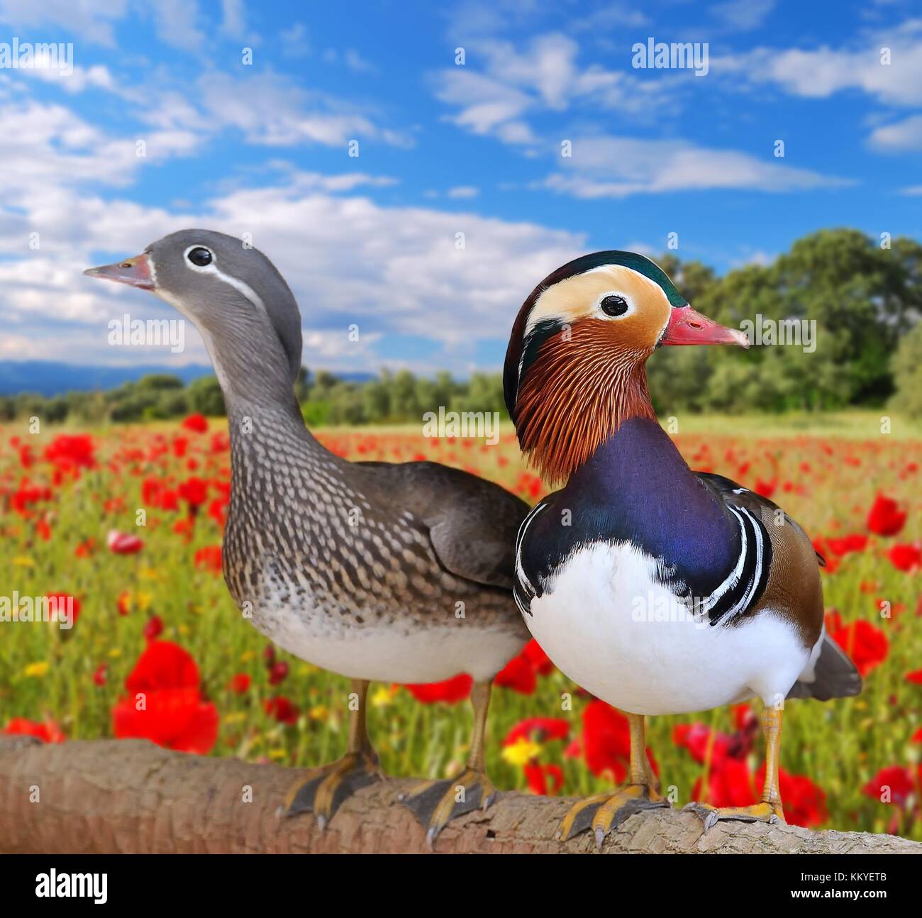 Patos mandarines hi-res stock photography and images - Alamy