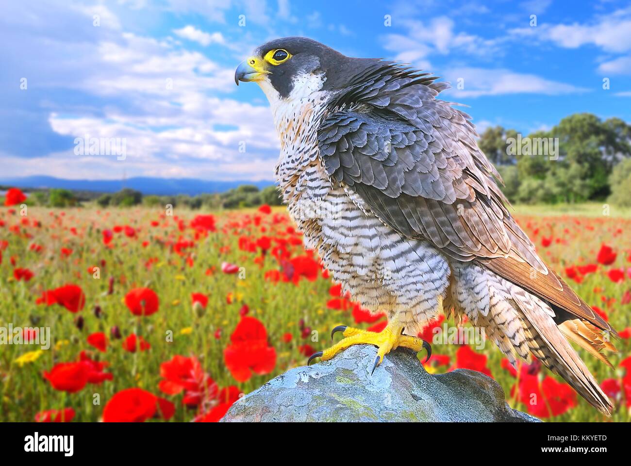 Peregrine Falcon in a poppy field on a stone Stock Photo - Alamy