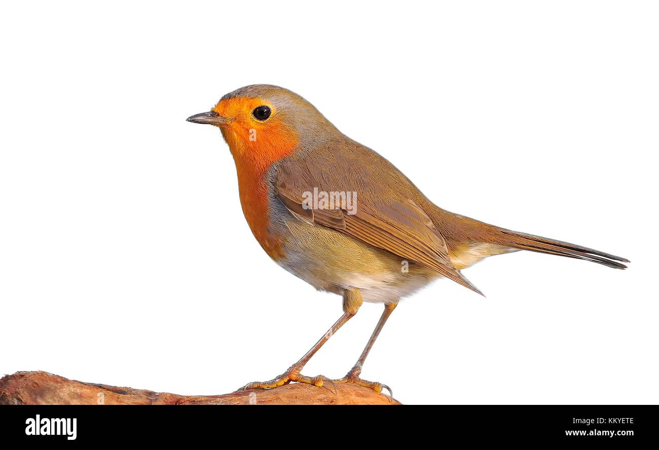Erithacus rubecula isolated on white background Stock Photo - Alamy