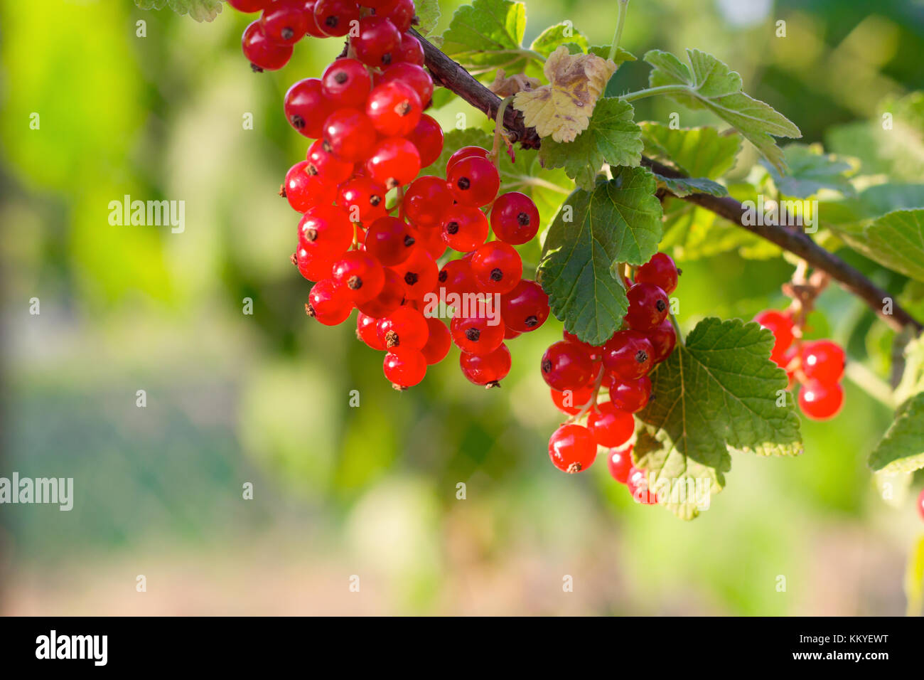 Red currants fruit hi-res stock photography and images - Alamy