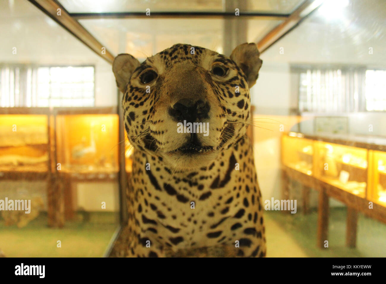 Leopard Brazil High Resolution Stock Photography and Images - Alamy