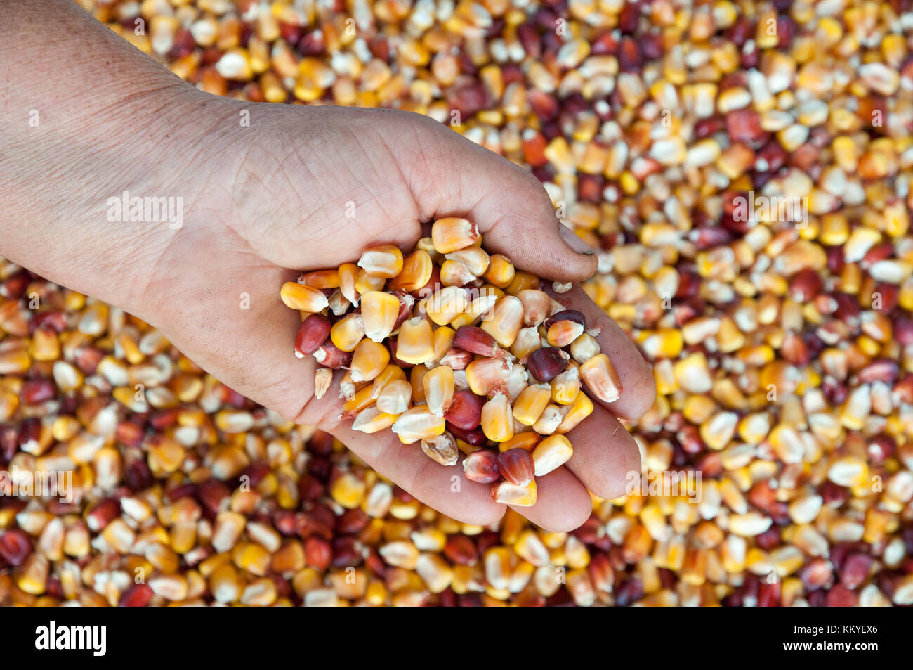 Elderly woman farmer handful hi-res stock photography and images - Alamy