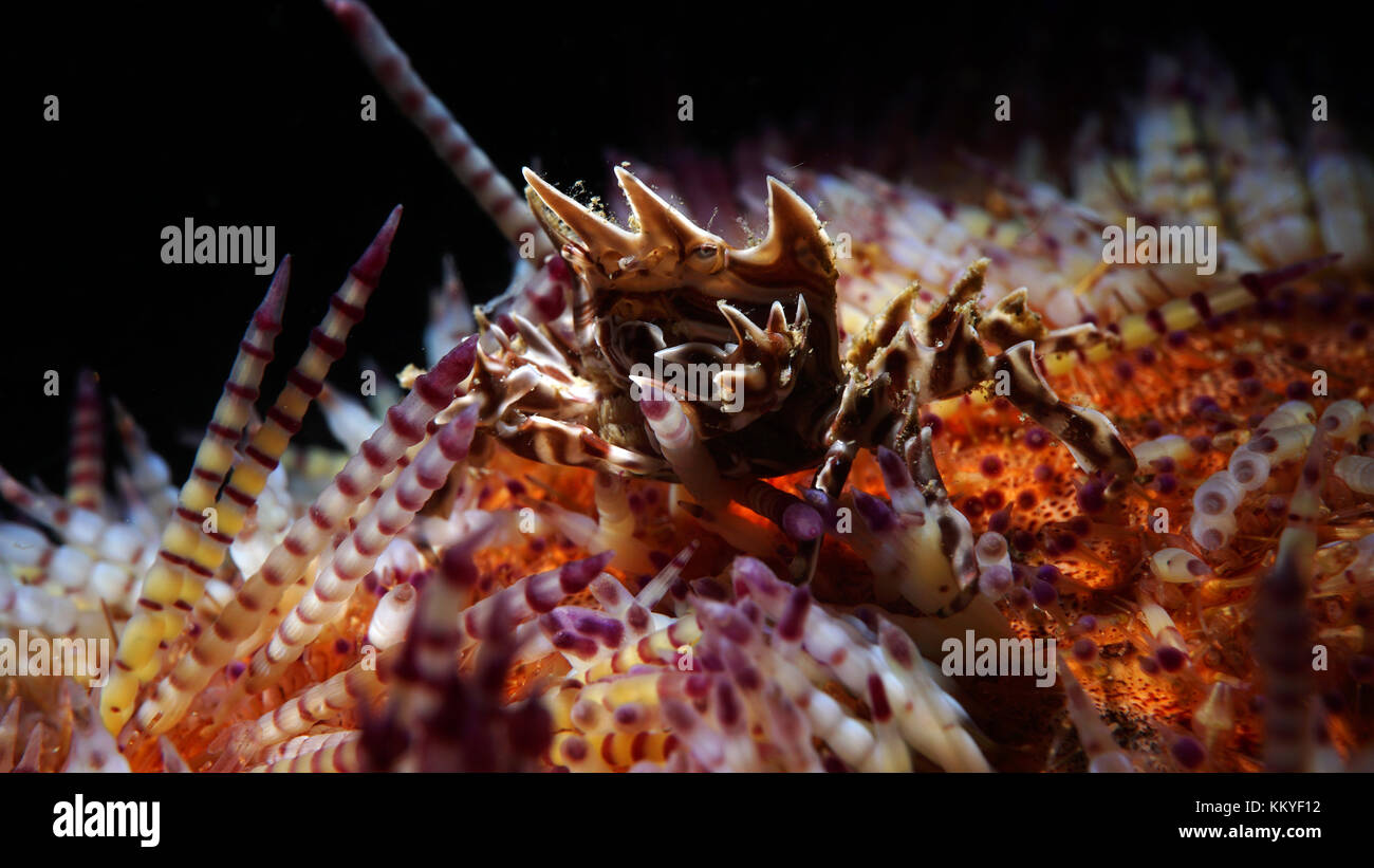 Zebra Crab on fire Urchin Stock Photo - Alamy