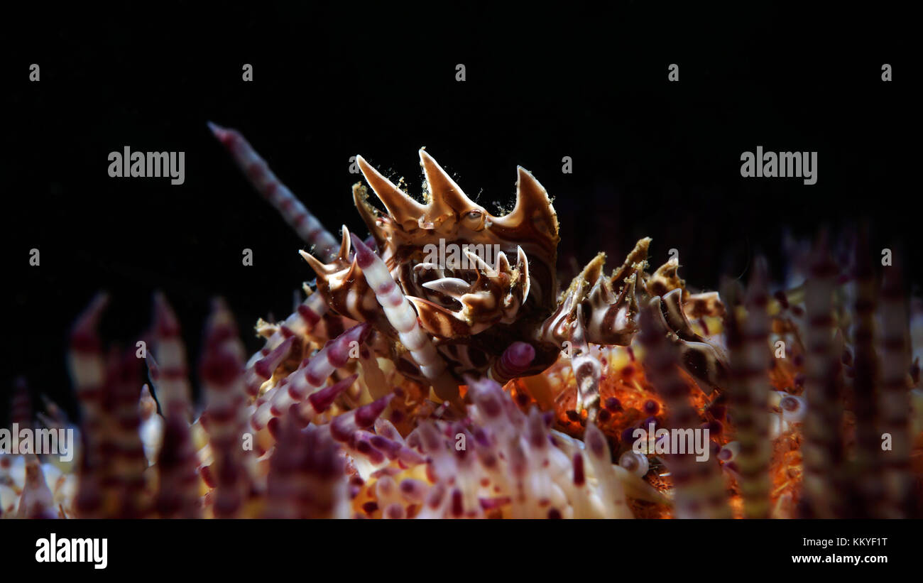 Zebra Crab on fire Urchin Stock Photo - Alamy