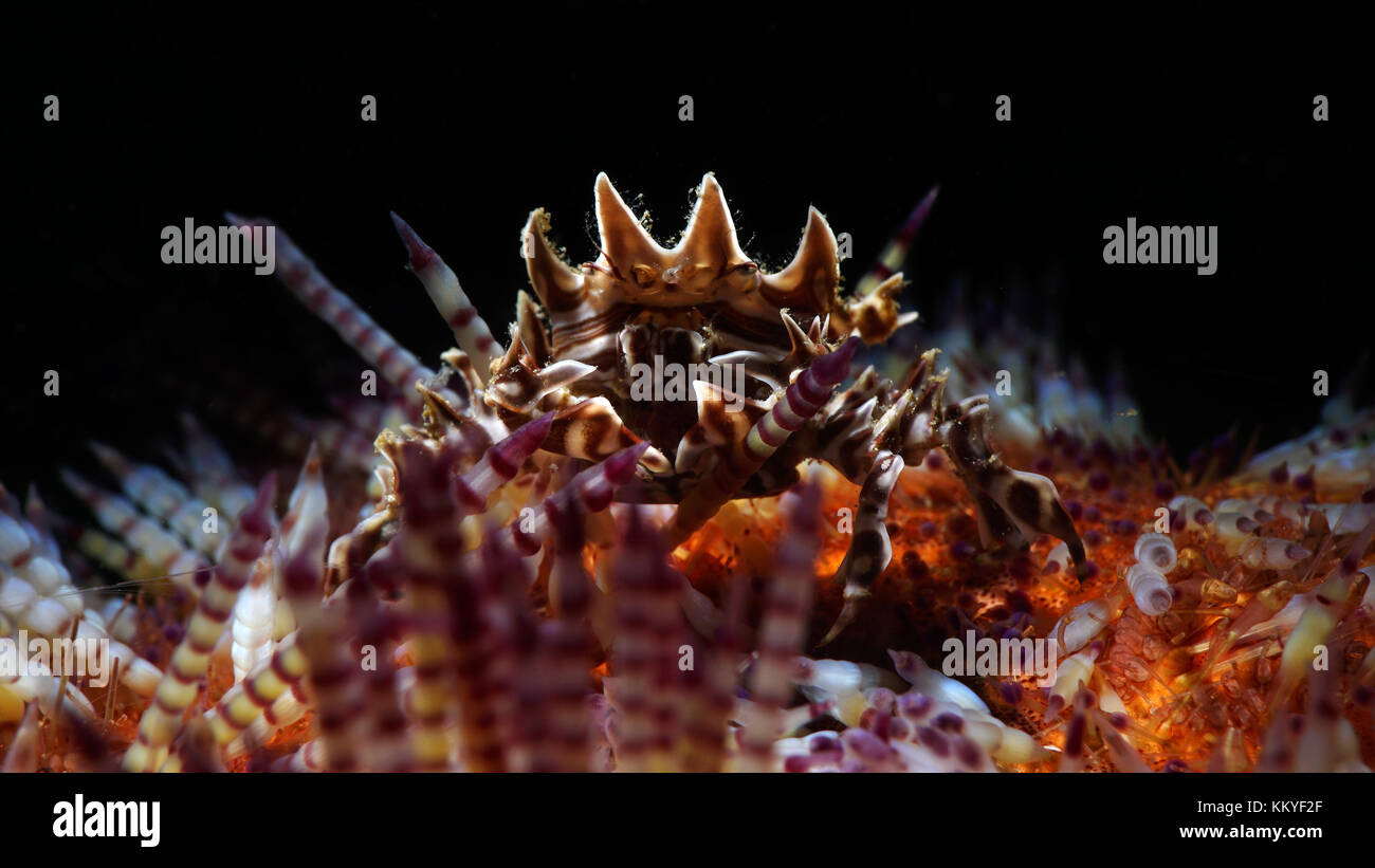 Zebra Crab on fire Urchin Stock Photo - Alamy