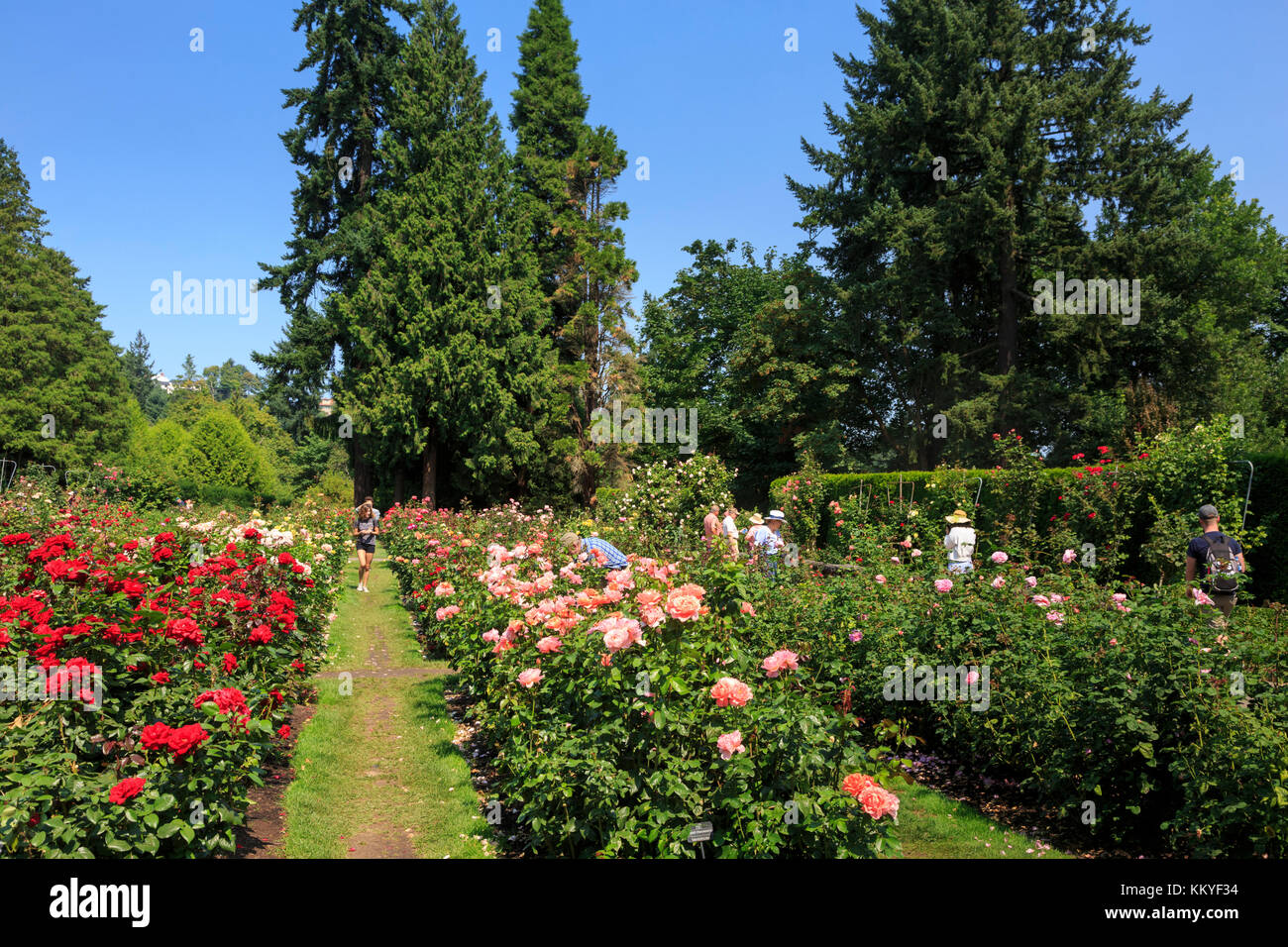 International Rose Test Garden, Portland, Oregon, USA Stock Photo - Alamy